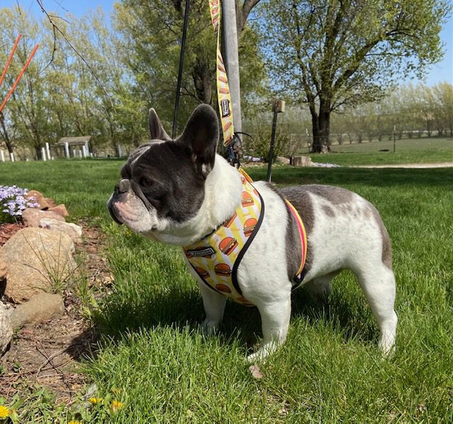 Boys - Driscol's Blue Gene Frenchies